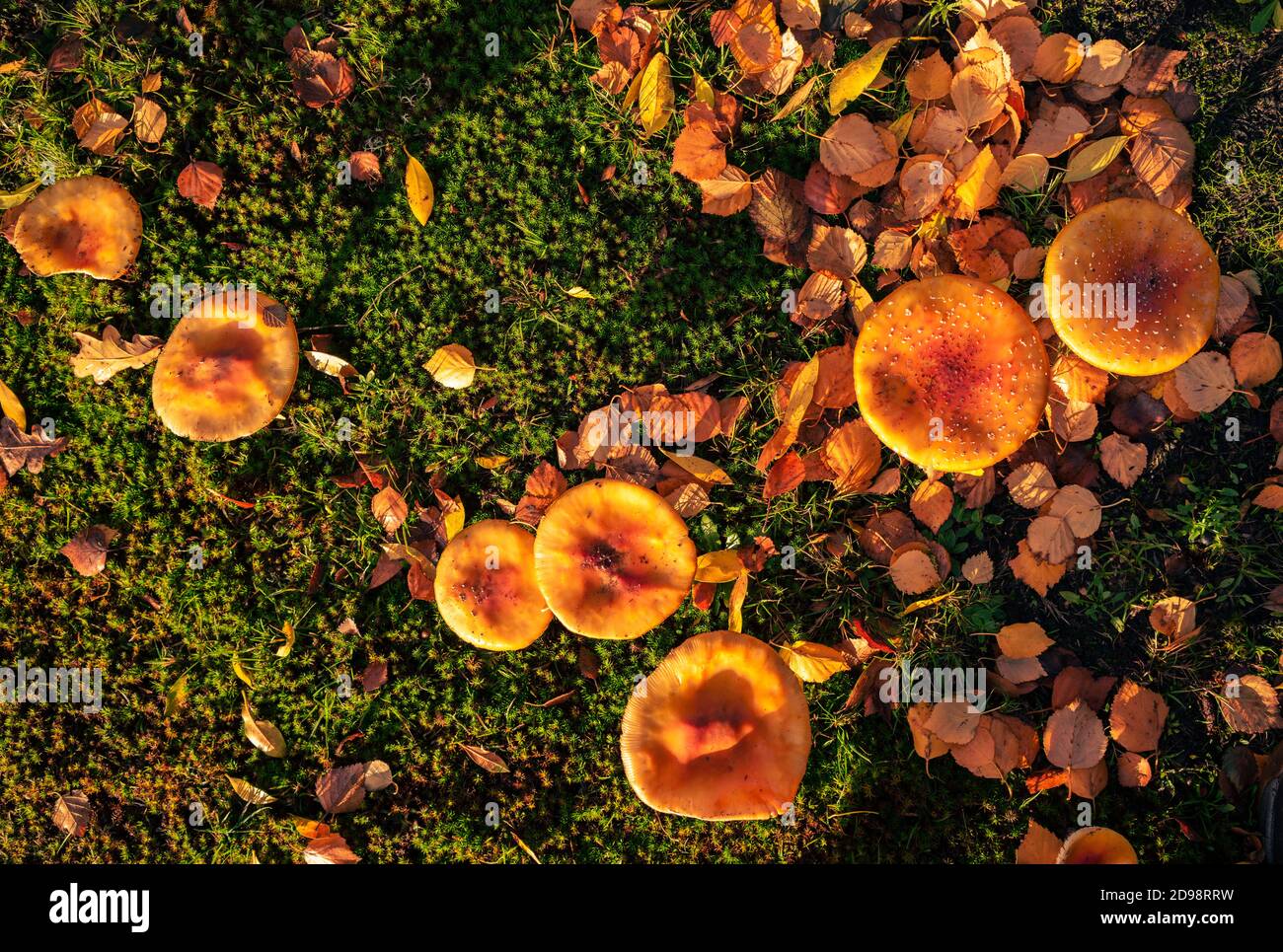 A mushroom or toadstool is the fleshy, spore-bearing fruiting body of a ...