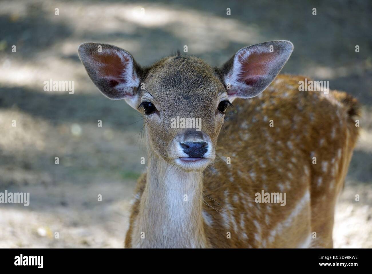 Damhirsch dam hirsch damwild dama dama hi-res stock photography and ...