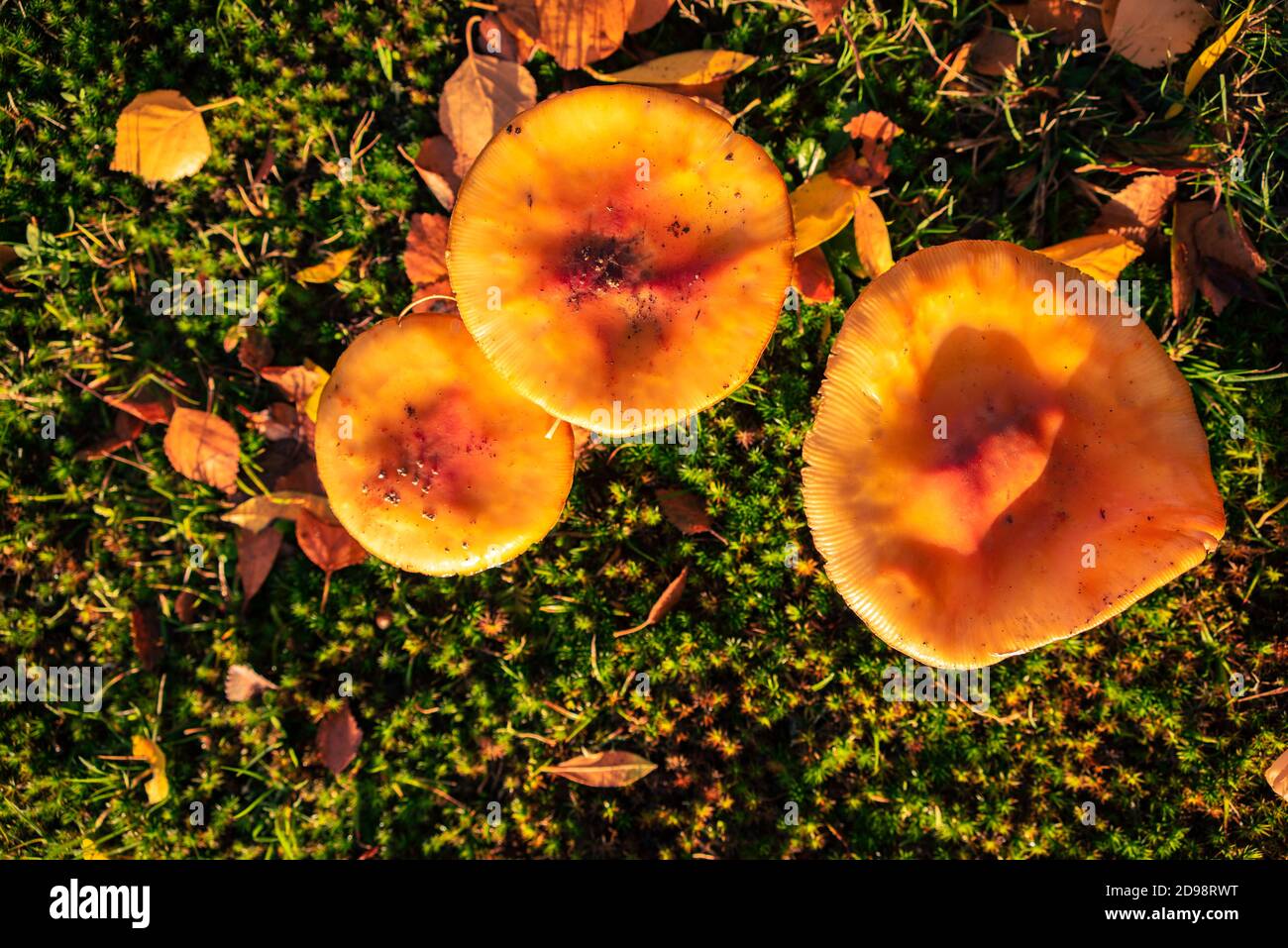 A mushroom or toadstool is the fleshy, spore-bearing fruiting body of a ...
