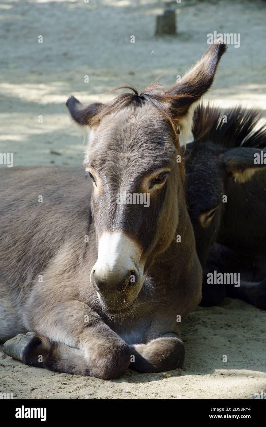 donkey, Hausesel, Equus africanus asinus, háziszamár Stock Photo - Alamy