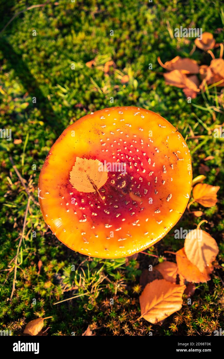A mushroom or toadstool is the fleshy, spore-bearing fruiting body of a ...