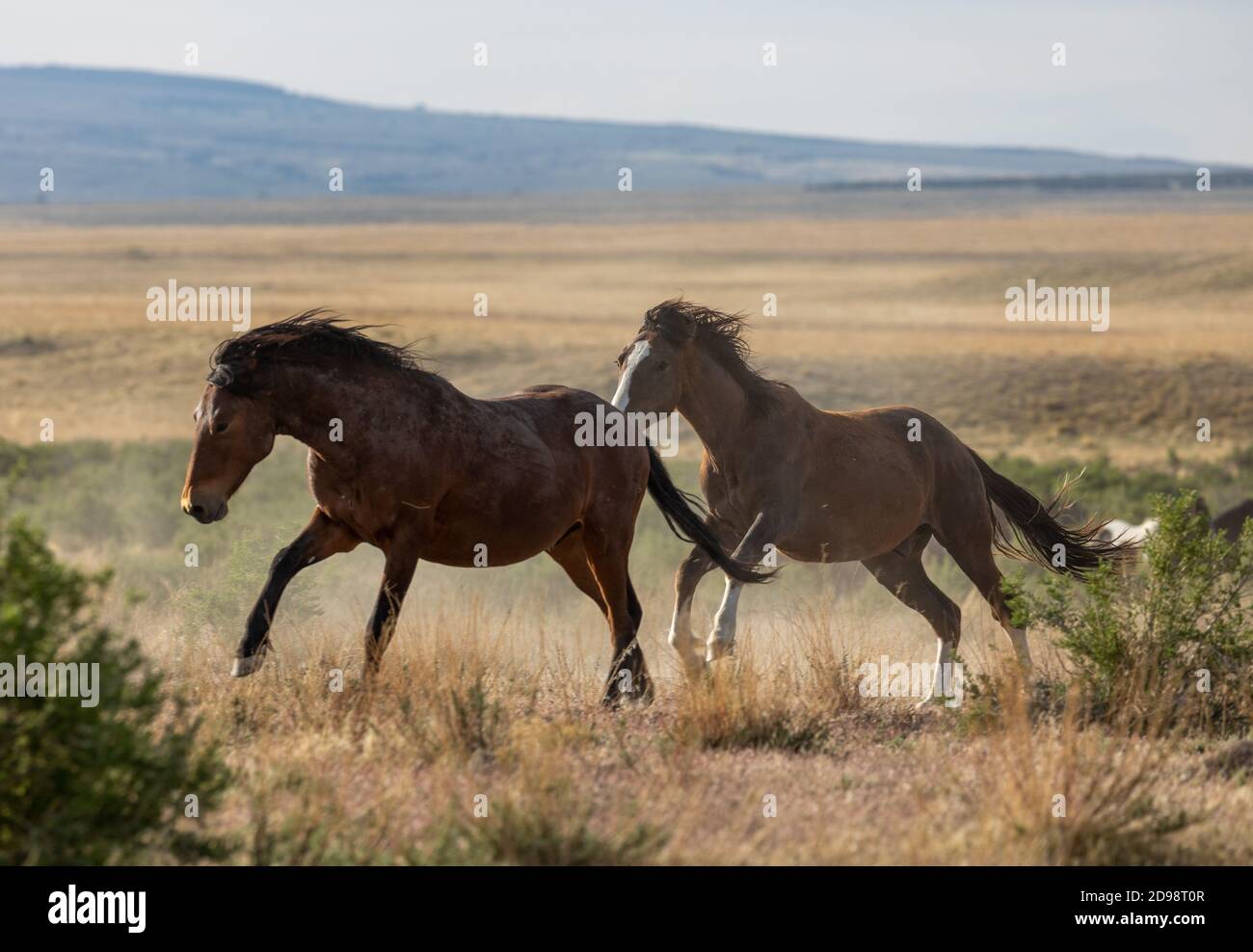 Wild horse Stallions in the Utah Desert Stock Photo - Alamy