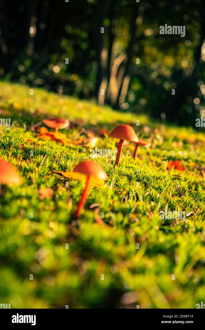 A mushroom or toadstool is the fleshy, spore-bearing fruiting body of a ...