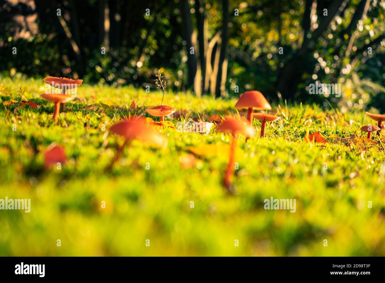 A mushroom or toadstool is the fleshy, spore-bearing fruiting body of a ...