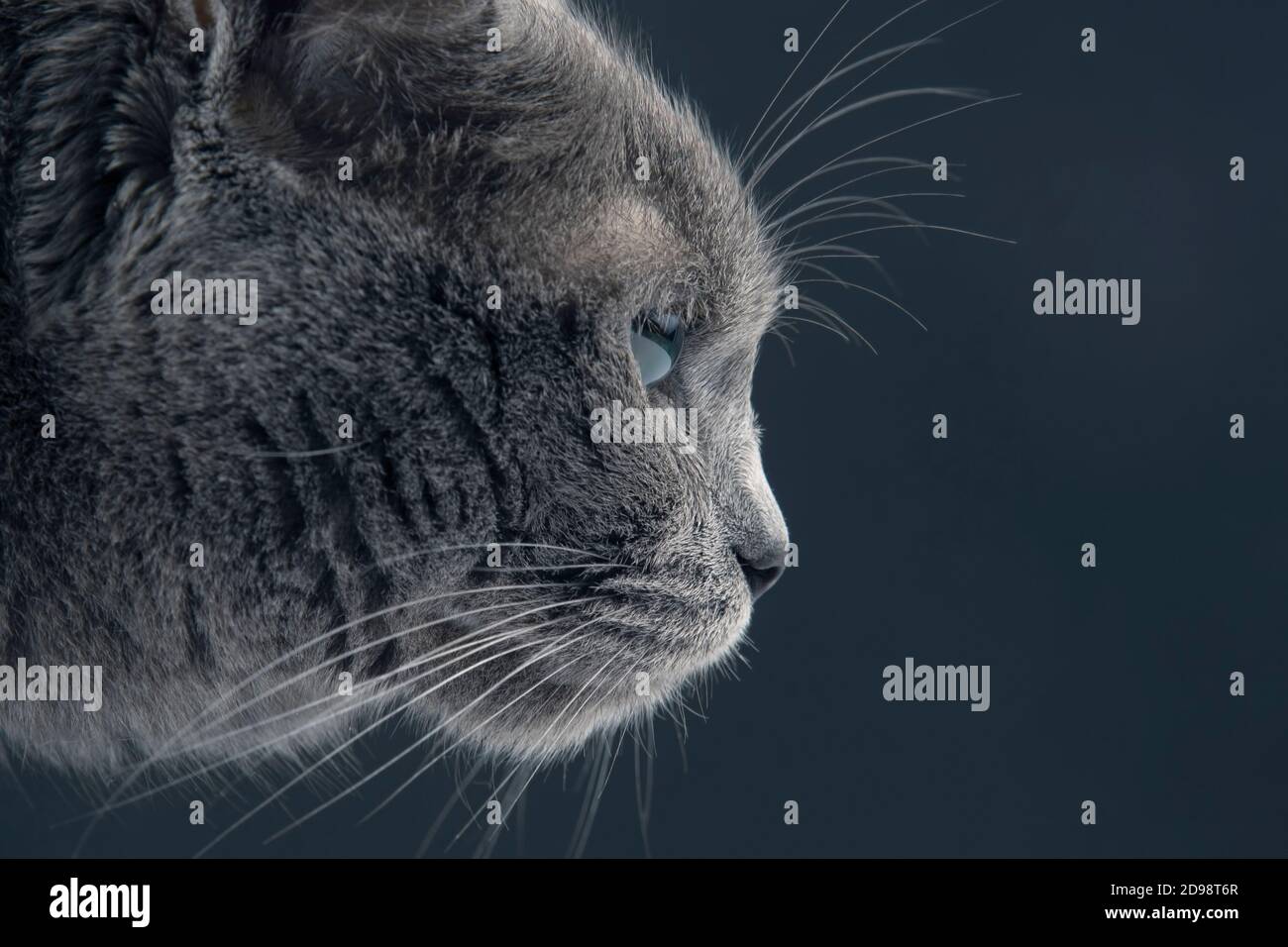 Portrait of grey cat in Studio light Stock Photo - Alamy