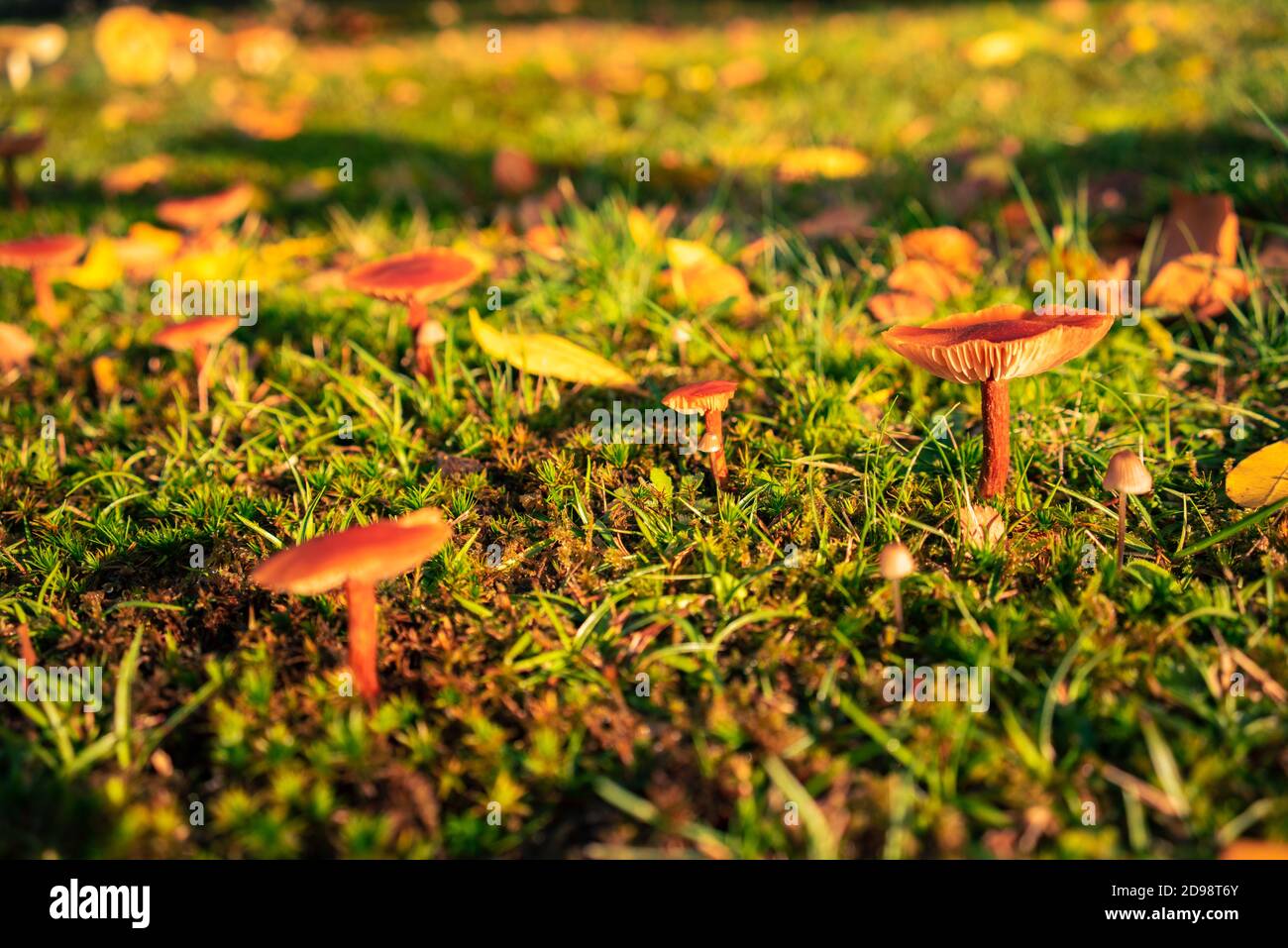A mushroom or toadstool is the fleshy, spore-bearing fruiting body of a ...