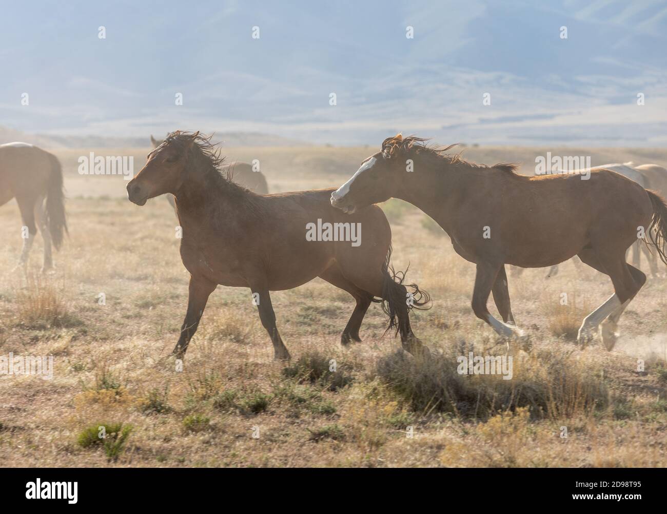 Wild horse Stallions in the Utah Desert Stock Photo - Alamy
