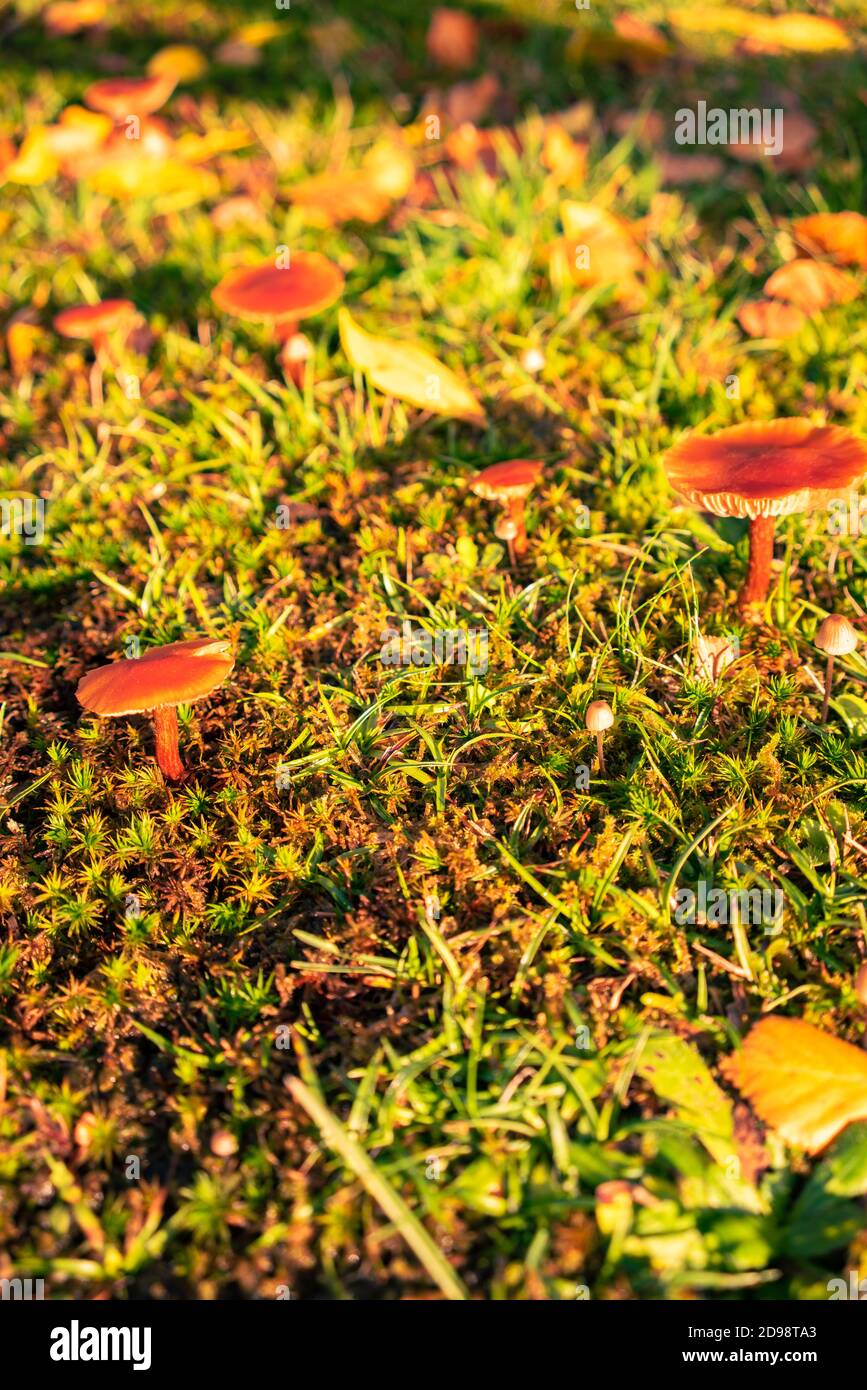 A mushroom or toadstool is the fleshy, spore-bearing fruiting body of a ...