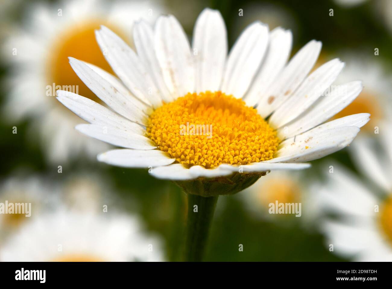 White anthemis hi-res stock photography and images - Alamy