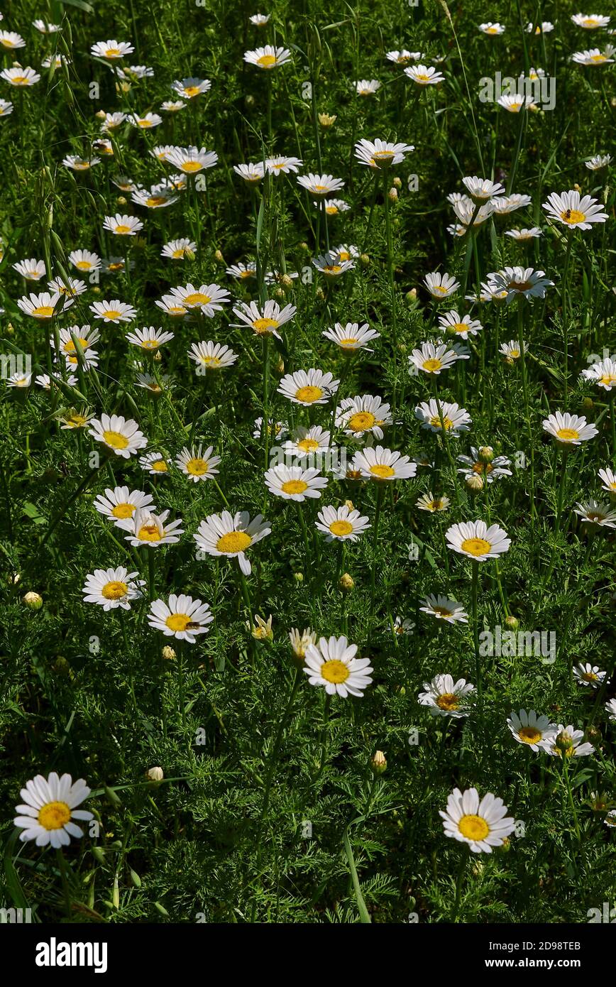 Field chamomile anthemis arvensis hi-res stock photography and images ...