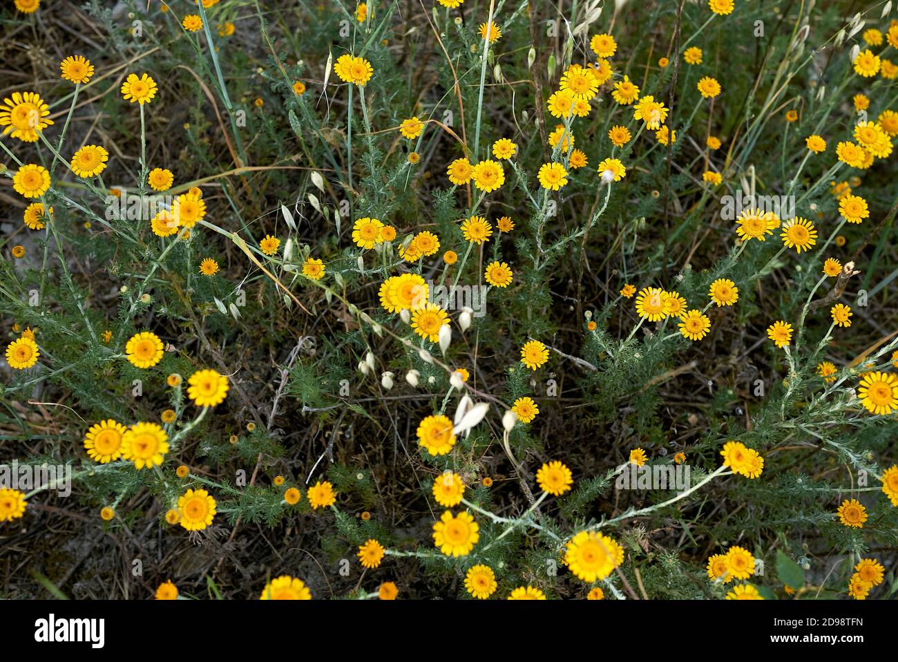 Dyeing plants hi-res stock photography and images - Alamy