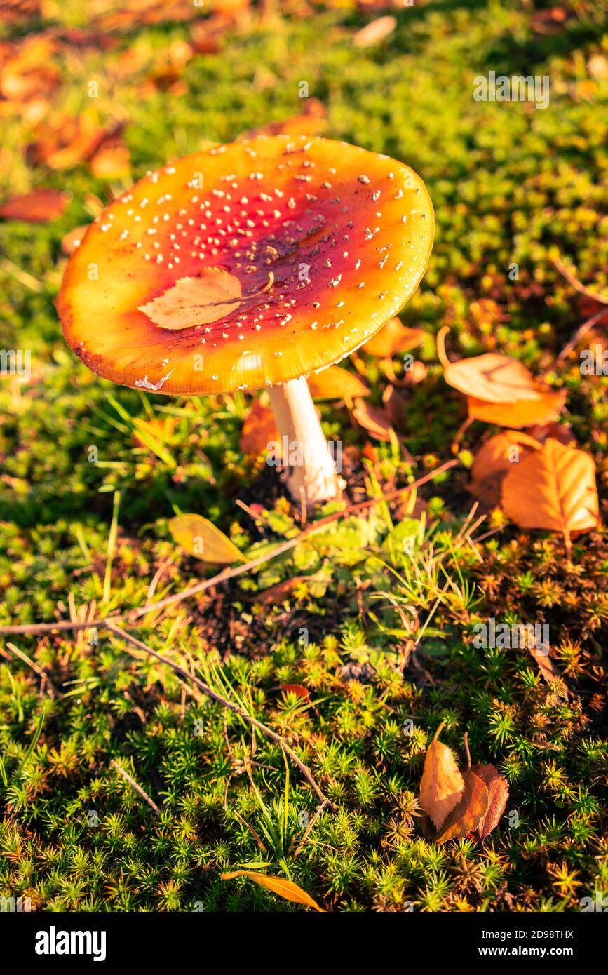 A mushroom or toadstool is the fleshy, spore-bearing fruiting body of a ...