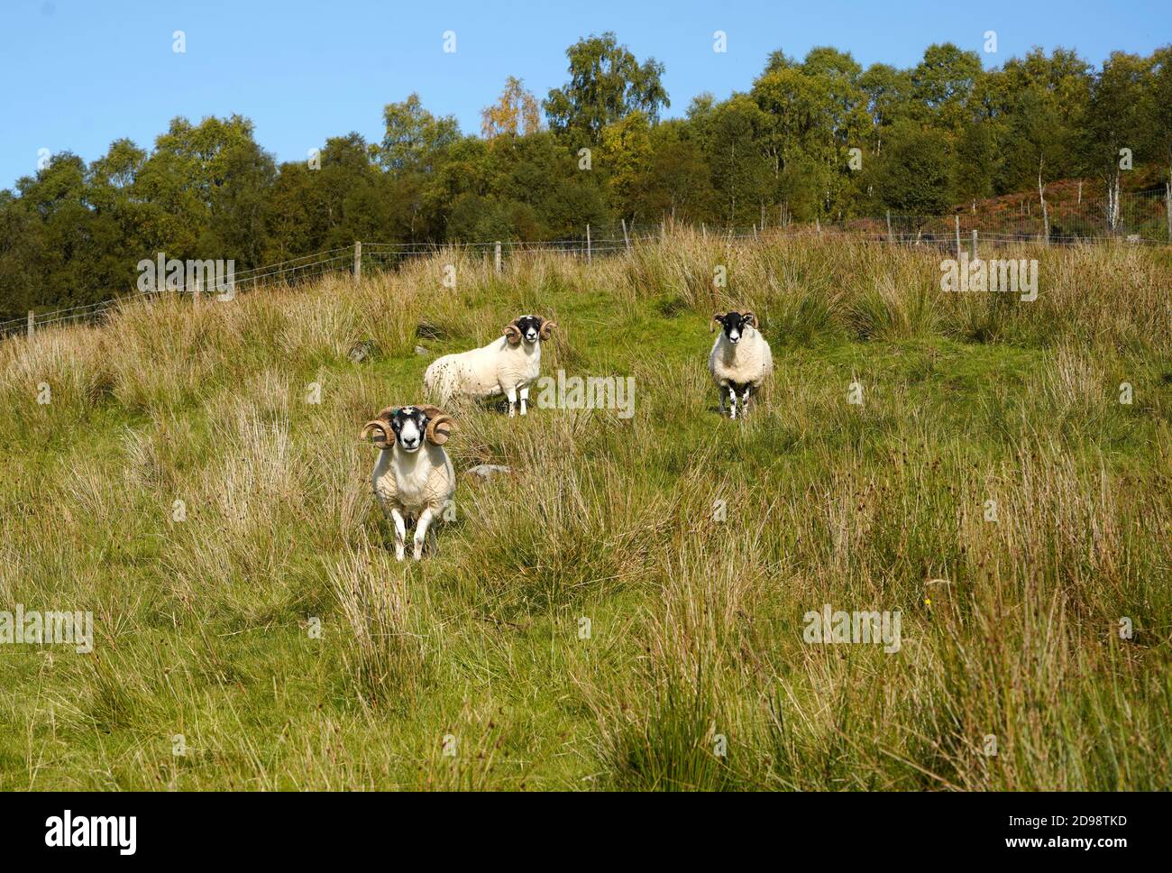 Scottish Rams have curly horns as they age Stock Photo - Alamy