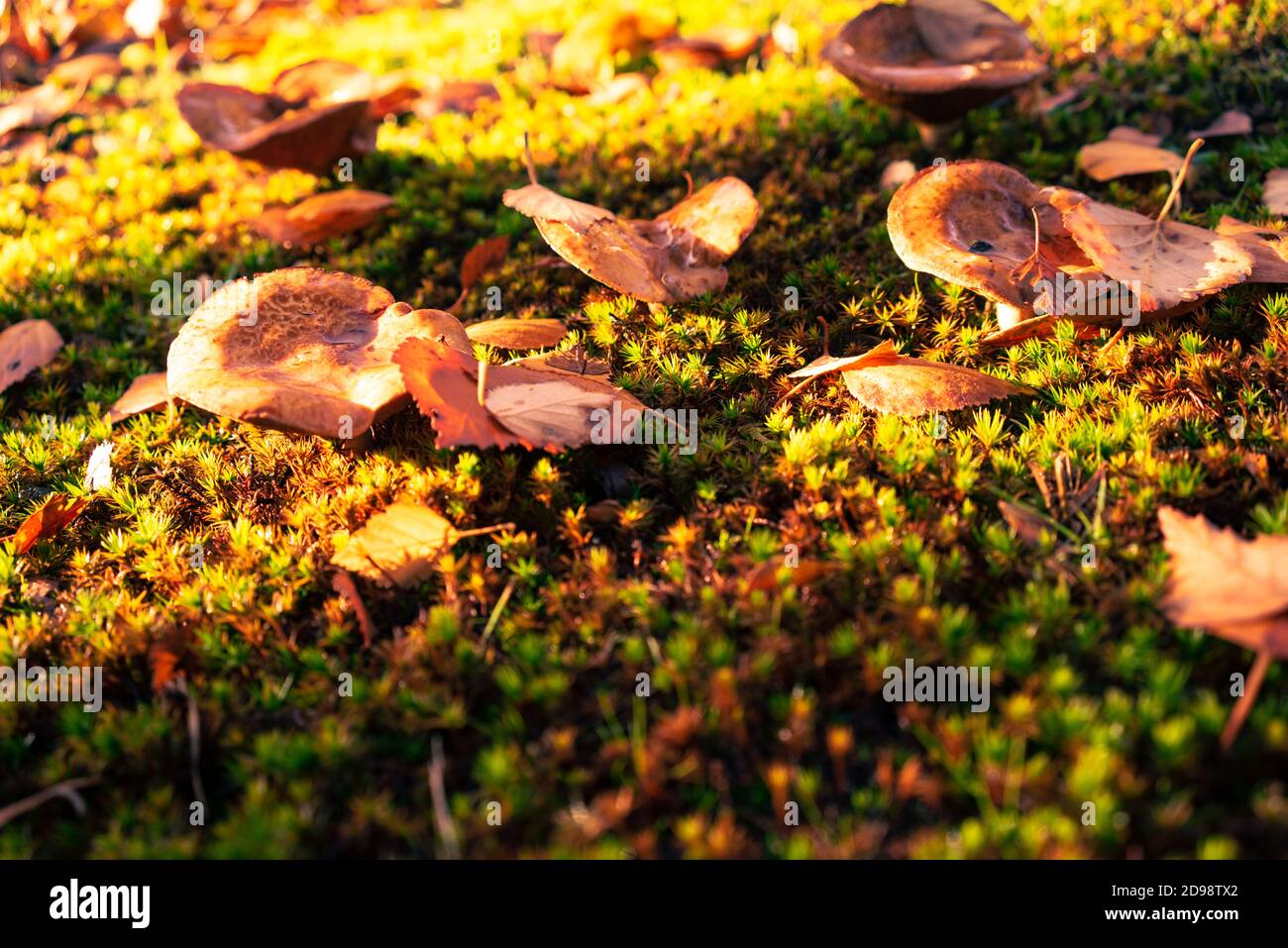 A mushroom or toadstool is the fleshy, spore-bearing fruiting body of a ...
