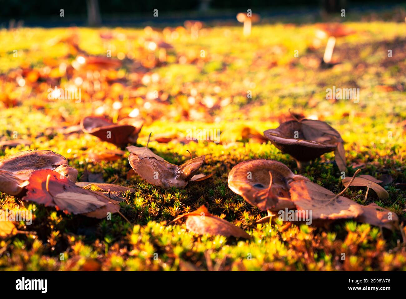 A mushroom or toadstool is the fleshy, spore-bearing fruiting body of a ...