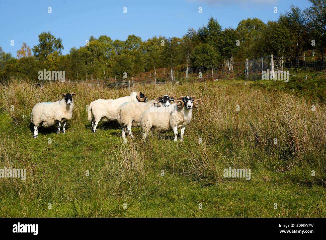 Scottish Rams have curly horns as they age Stock Photo - Alamy
