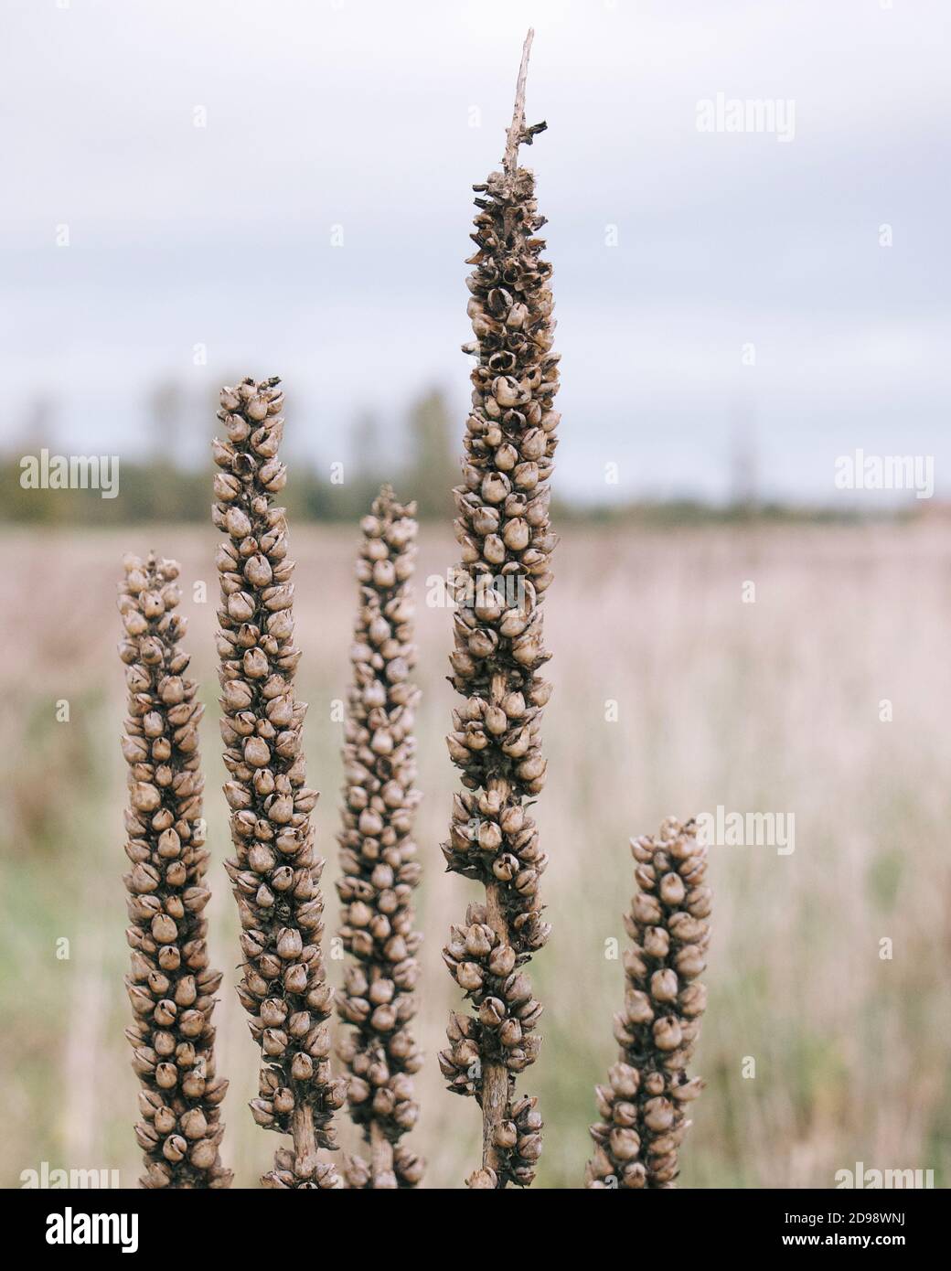 Mullein seed head hi-res stock photography and images - Alamy