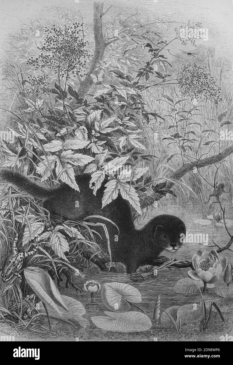 Sumpfotter hi-res stock photography and images - Alamy