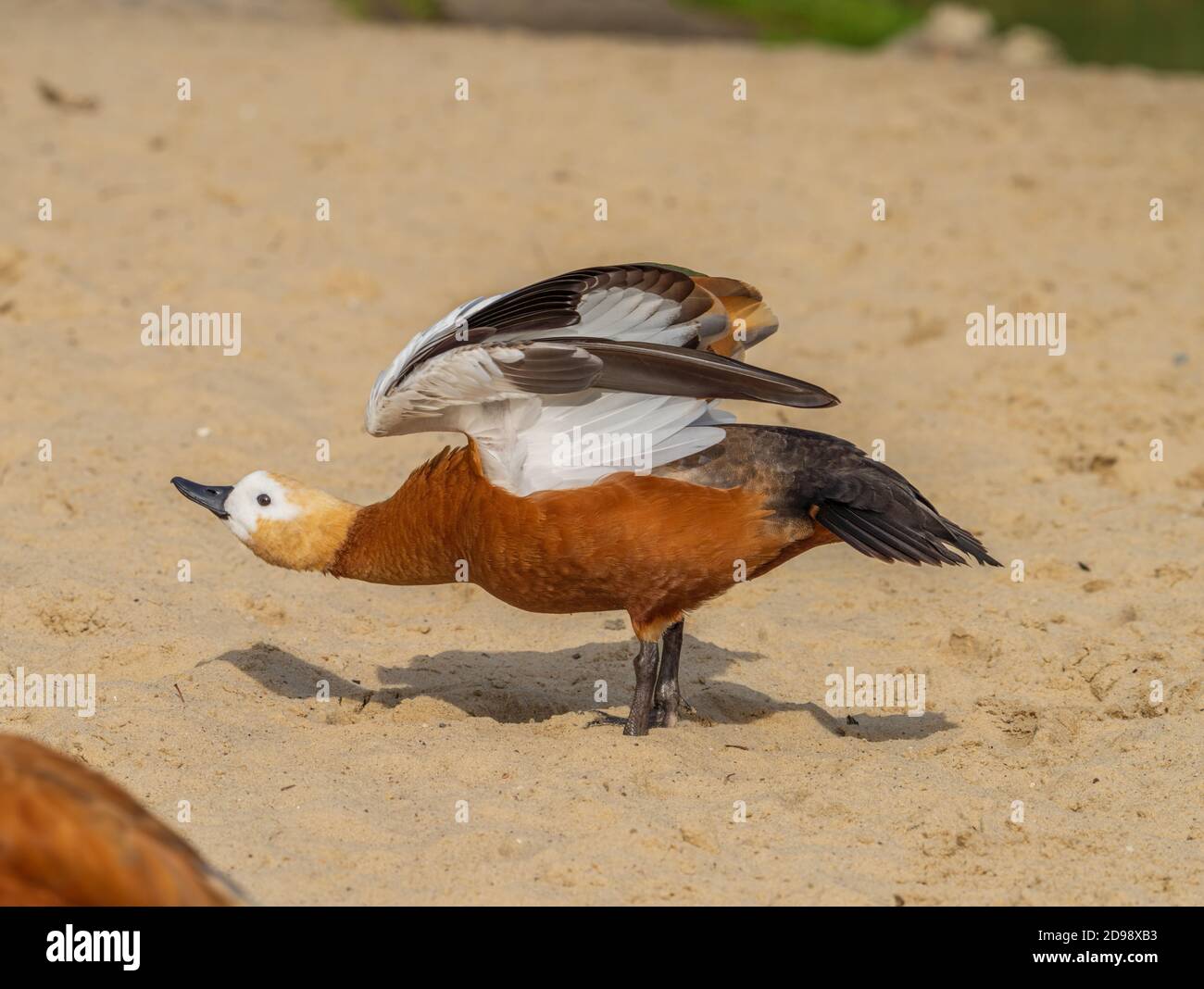 Red ducks on the sandy shore of the lake Stock Photo - Alamy