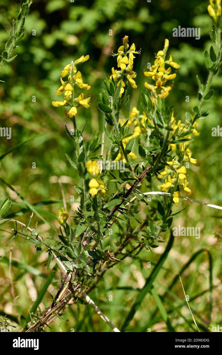 Genista germanica shrub in bloom Stock Photo - Alamy