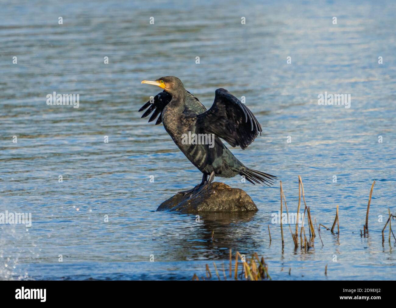 Double-crested Cormorant Dries Its Feathers Stock Photo - Alamy