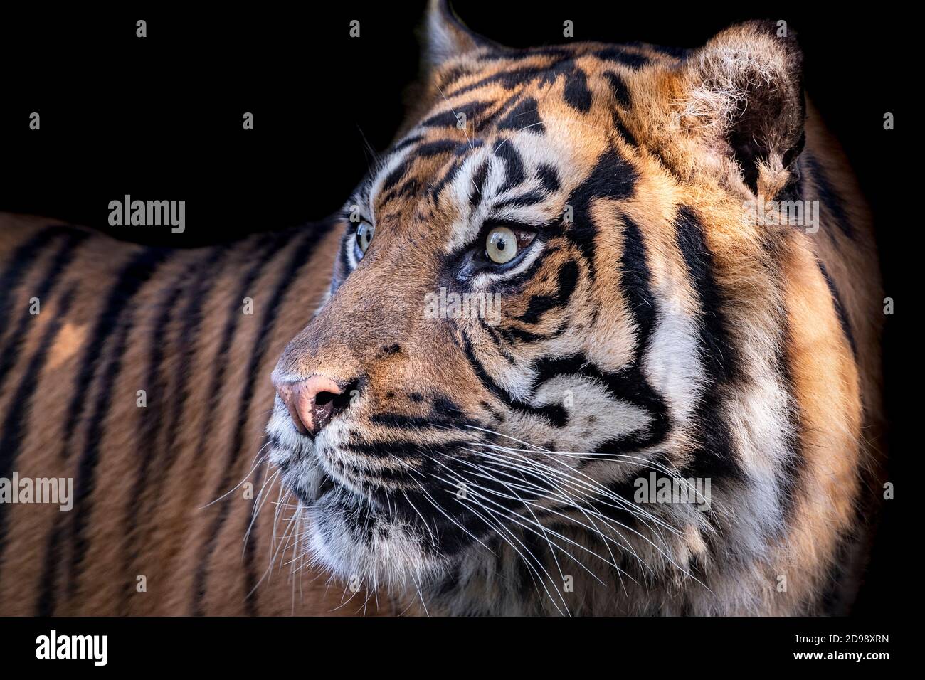 Male Sumatran tiger (profile Stock Photo - Alamy