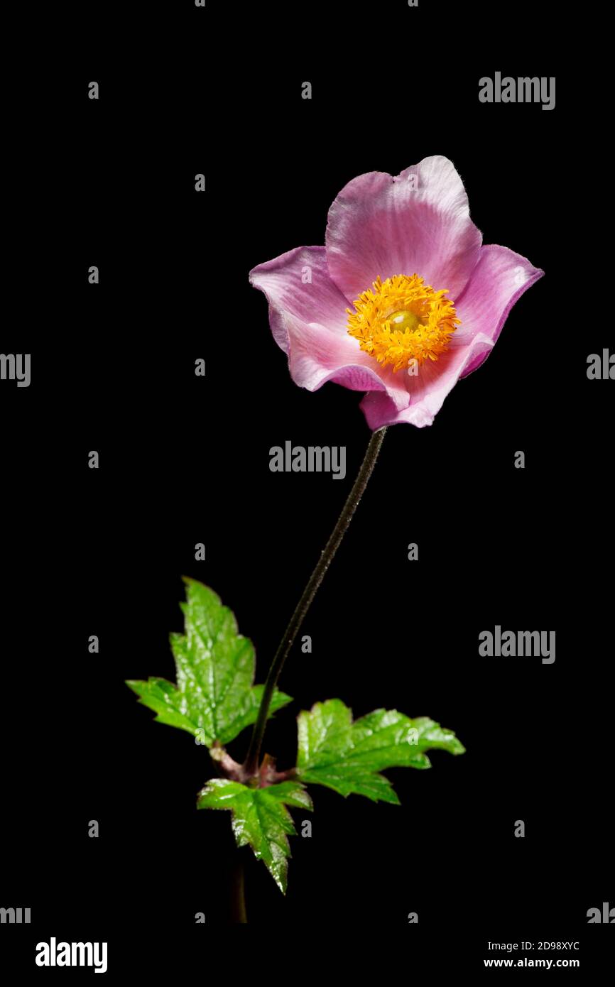 Studio close-up of a flower stem of the Autumn Anemone (lat: Anemone ...