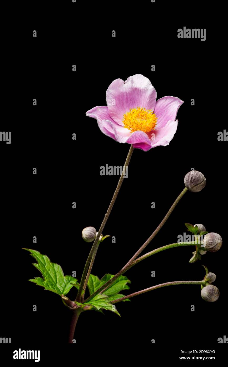 Anemone hupehensis flower bud hi-res stock photography and images - Alamy