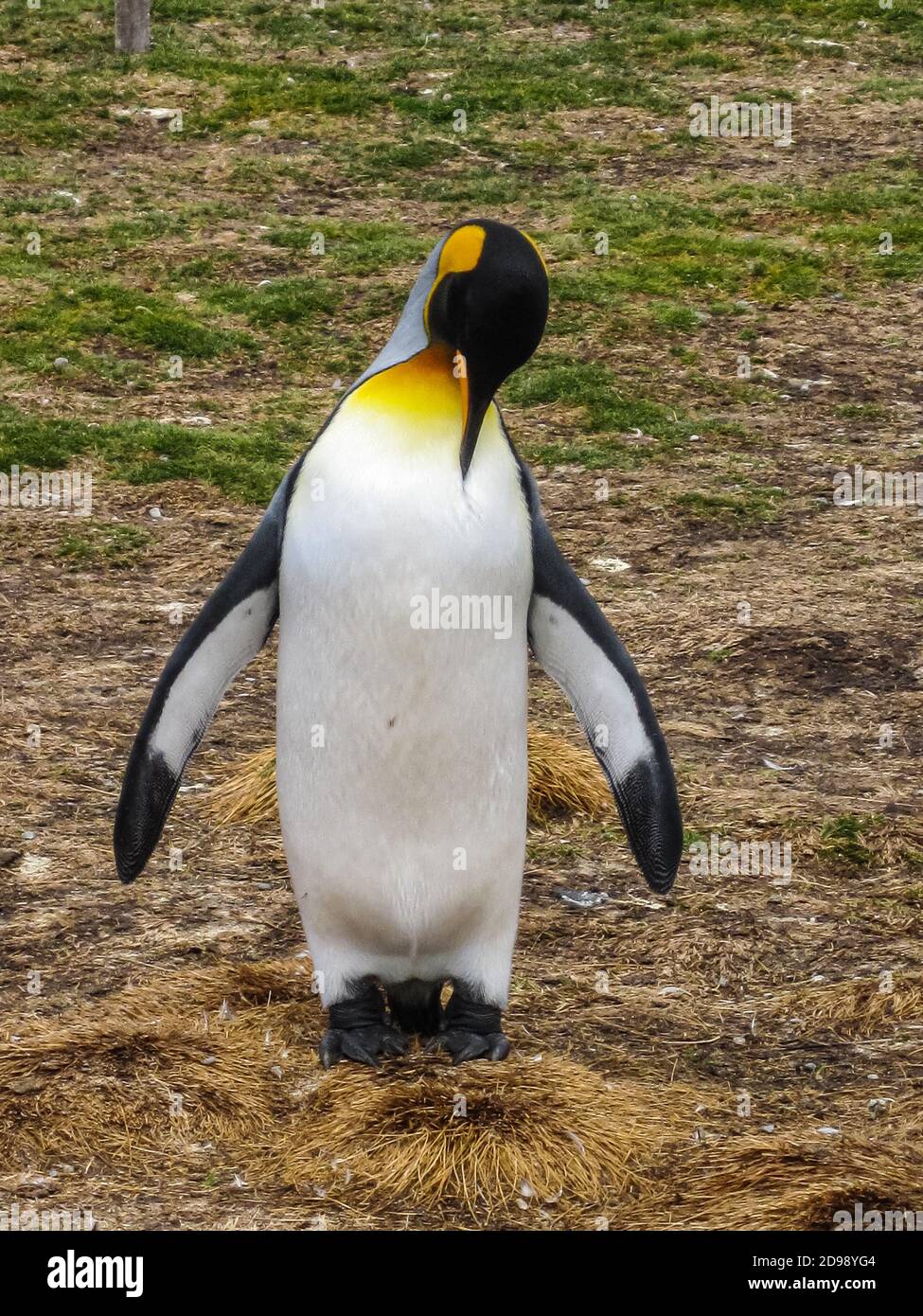 Breeding gro hi-res stock photography and images - Alamy