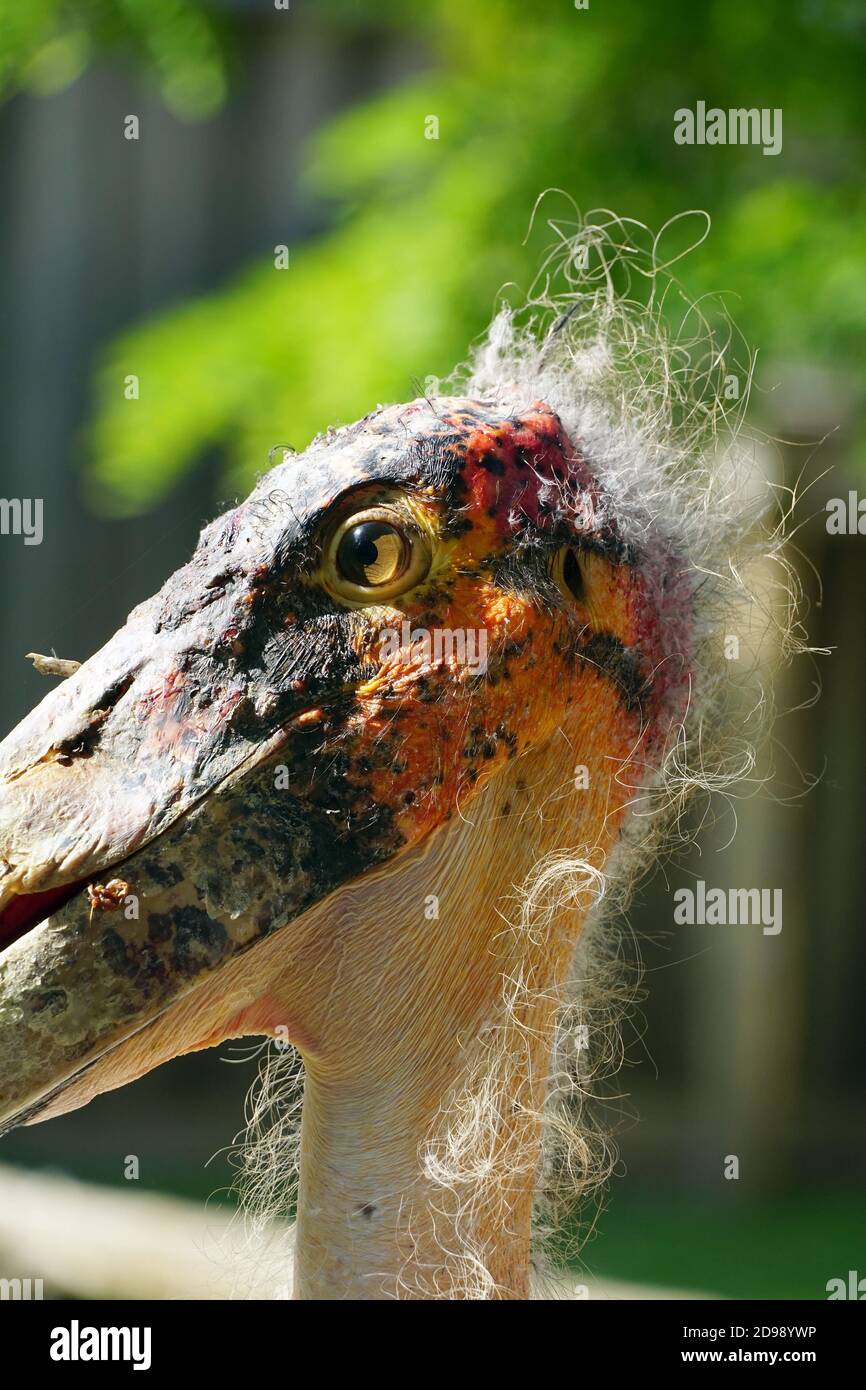 Marabu High Resolution Stock Photography and Images - Alamy
