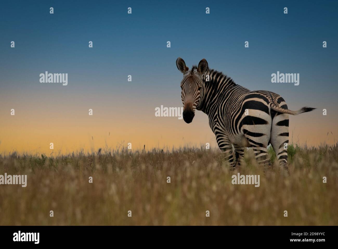 Wild zebra in South Africa Stock Photo - Alamy