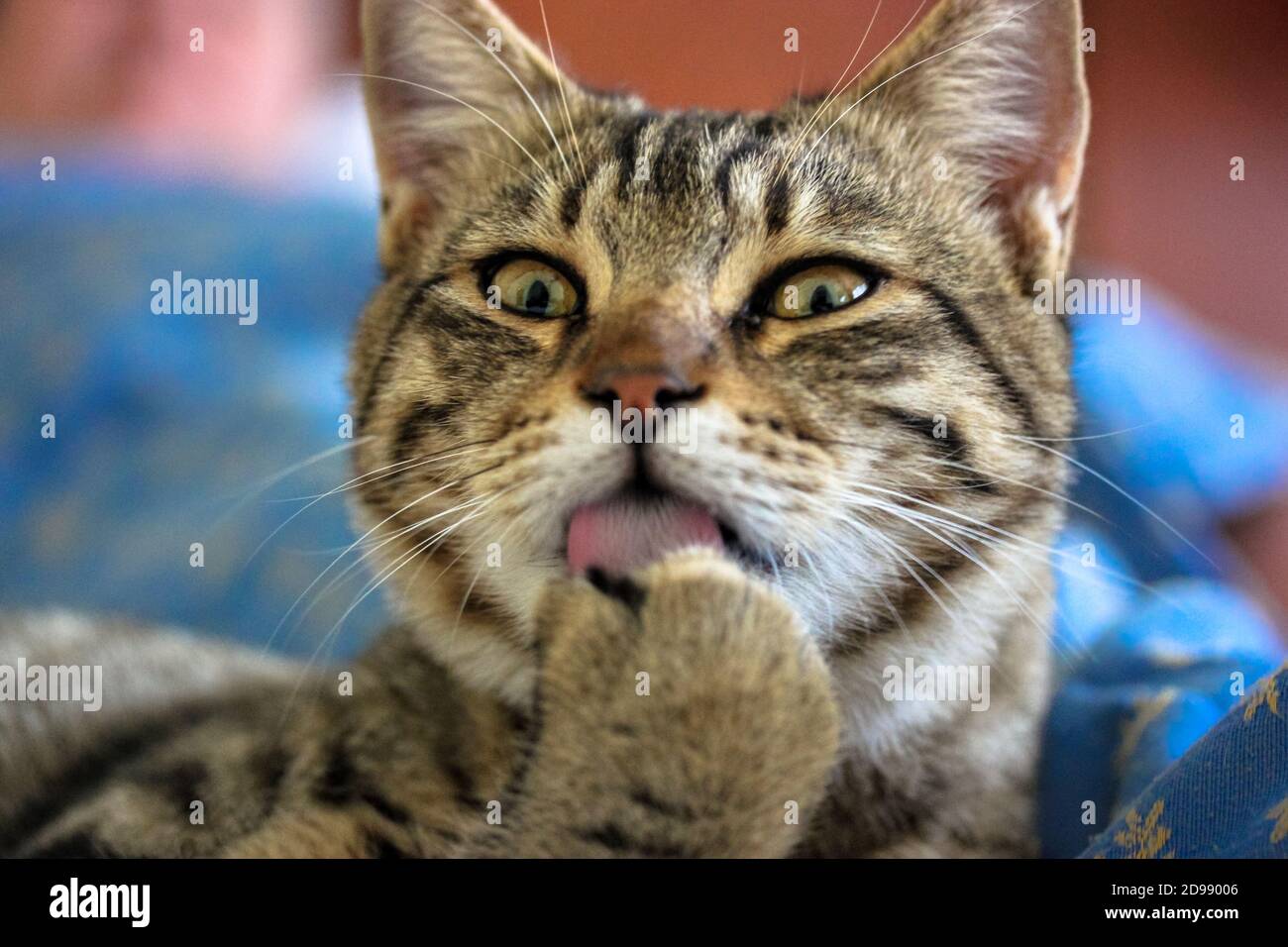 Beautiful striped fluffy pet cat washing face with his paw, huge green ...