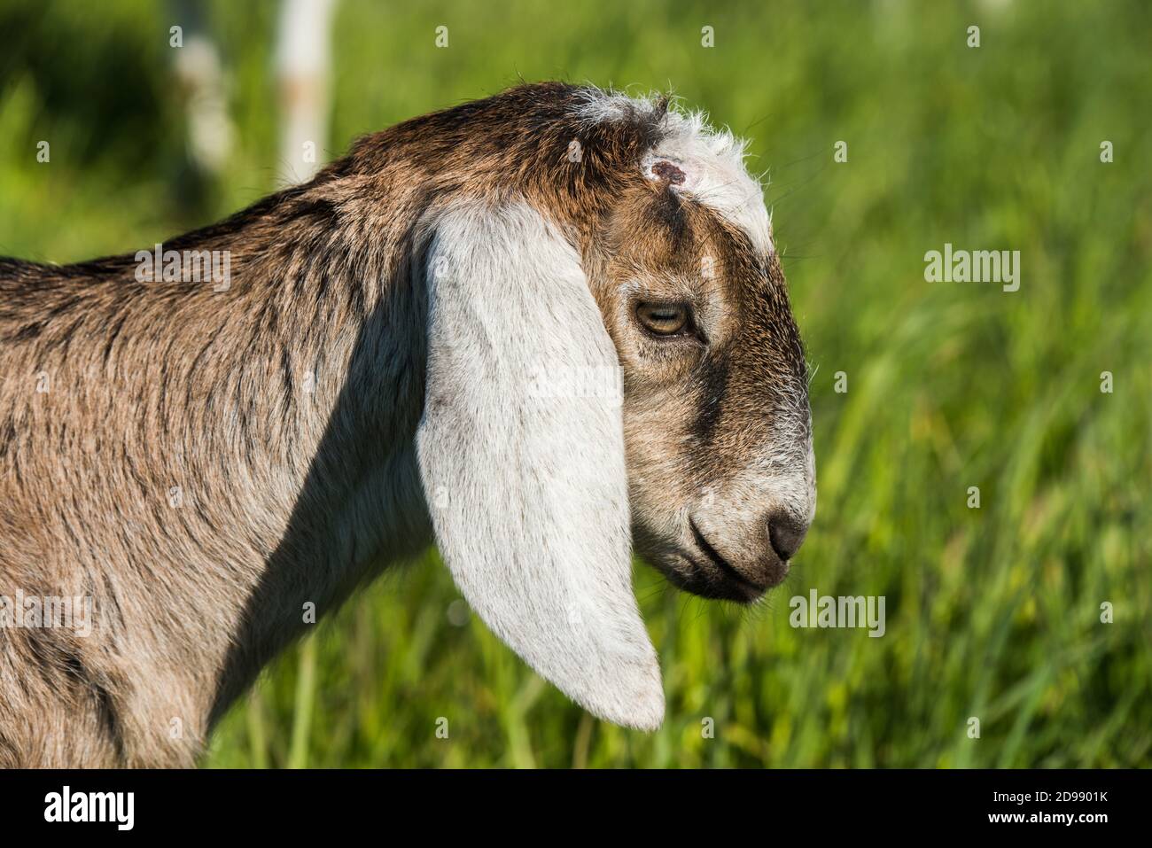 south african boer goat doeling portrait on nature Stock Photo - Alamy