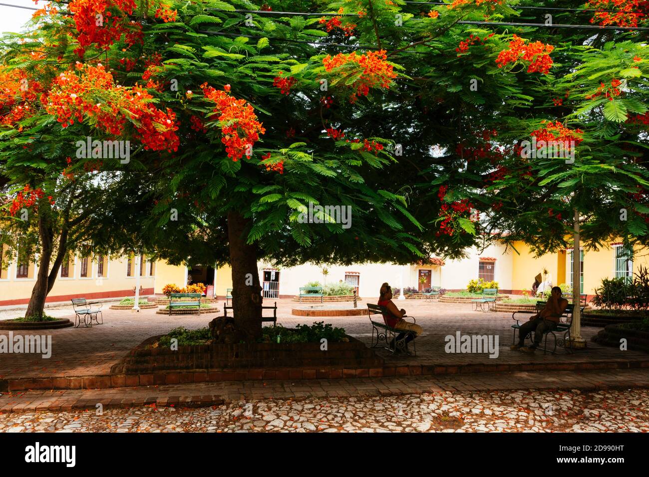 Urban square covered by Ceibas, the sacred tree of Cuba. Trinidad ...
