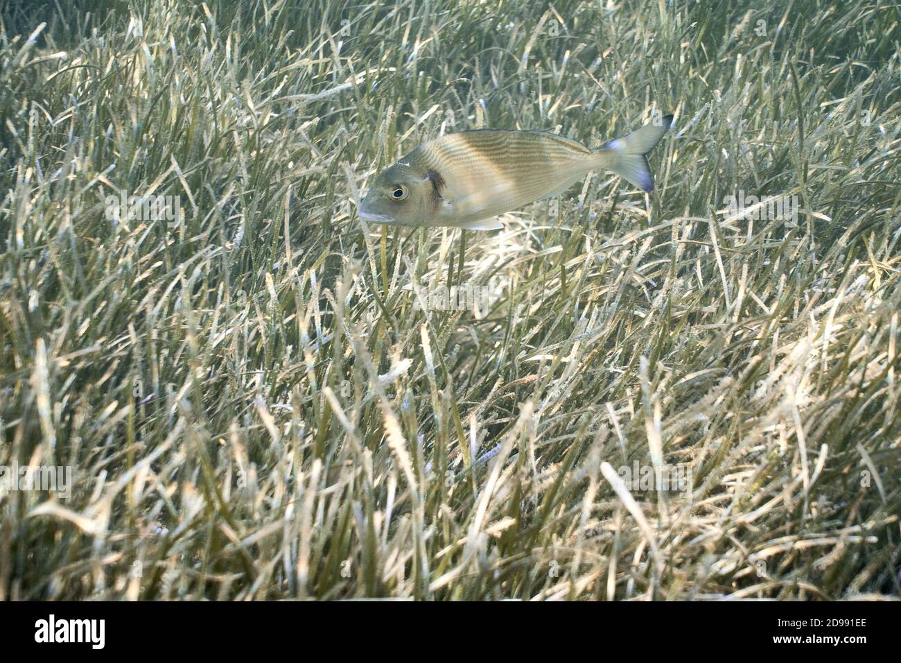 Sea grass underwater hi-res stock photography and images - Alamy