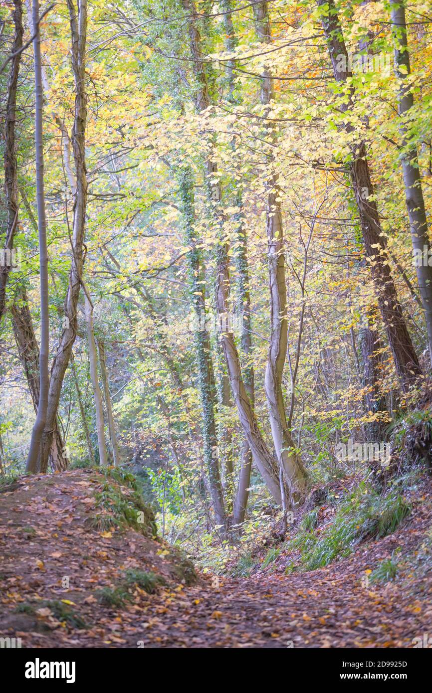 Deciduous trees in woodland in England in Autumn with golden, bronze ...