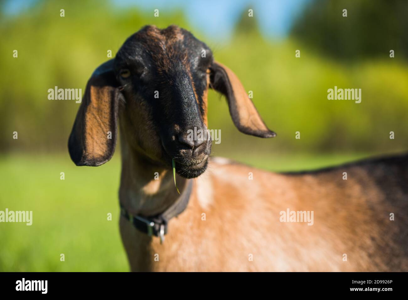 south african boer goat doeling portrait on nature Stock Photo - Alamy
