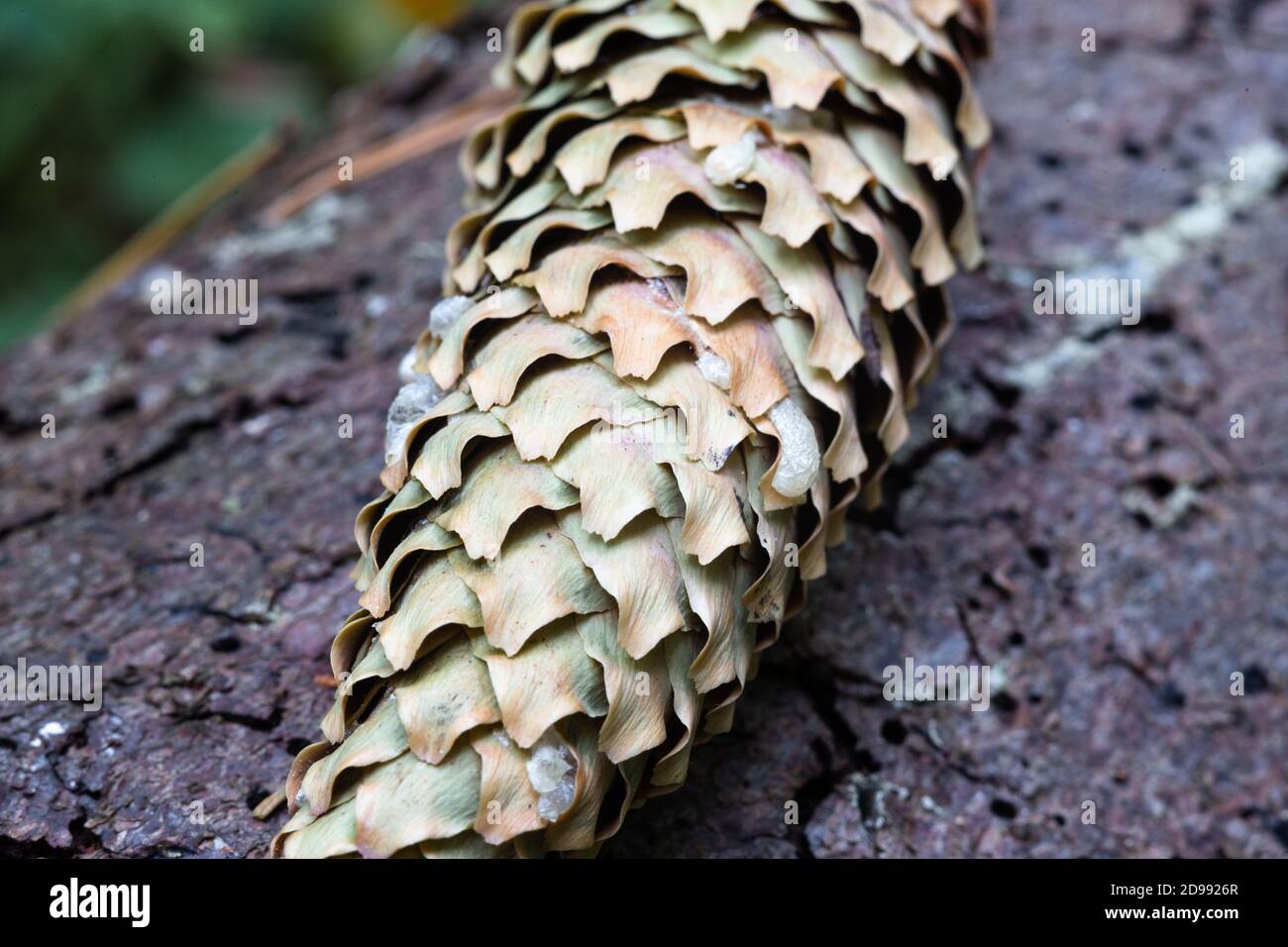 Mint leaves lying on a tree Stock Photo - Alamy