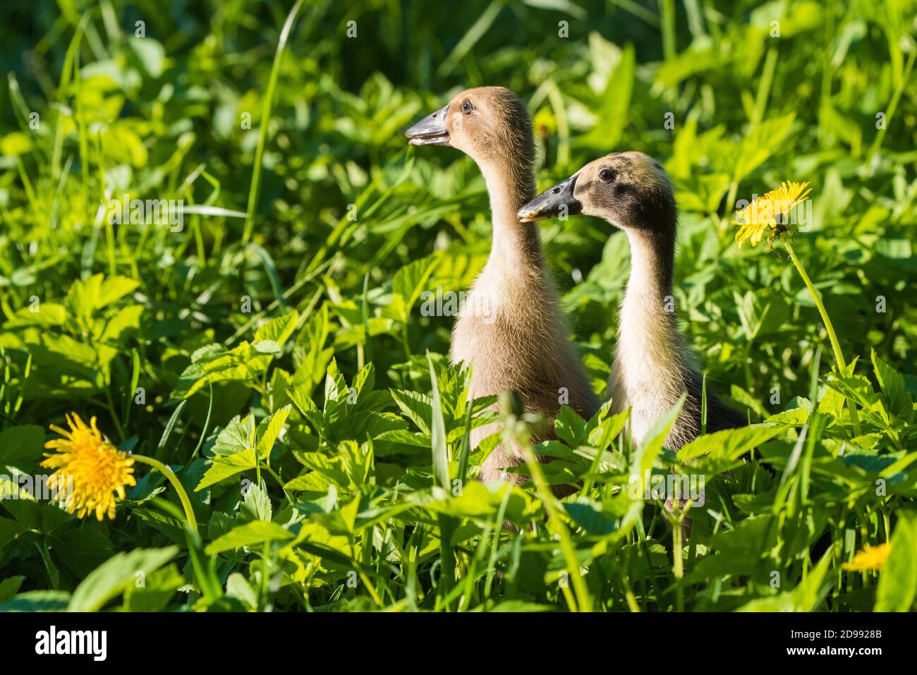 Two little domestic gray duckling in green grass Stock Photo - Alamy