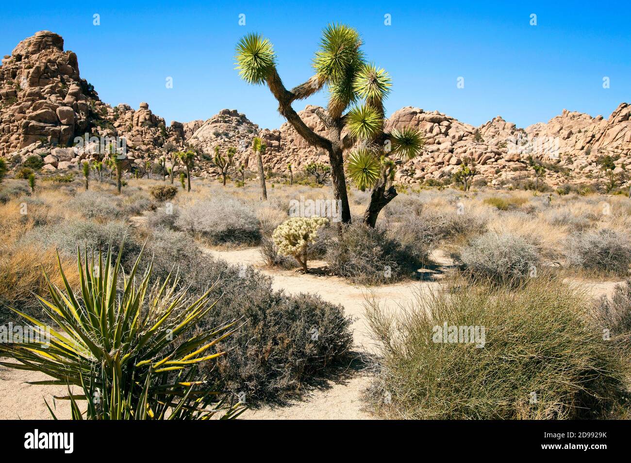 Spring day in Joshua Tree National Park, walking the Hidden Valley ...