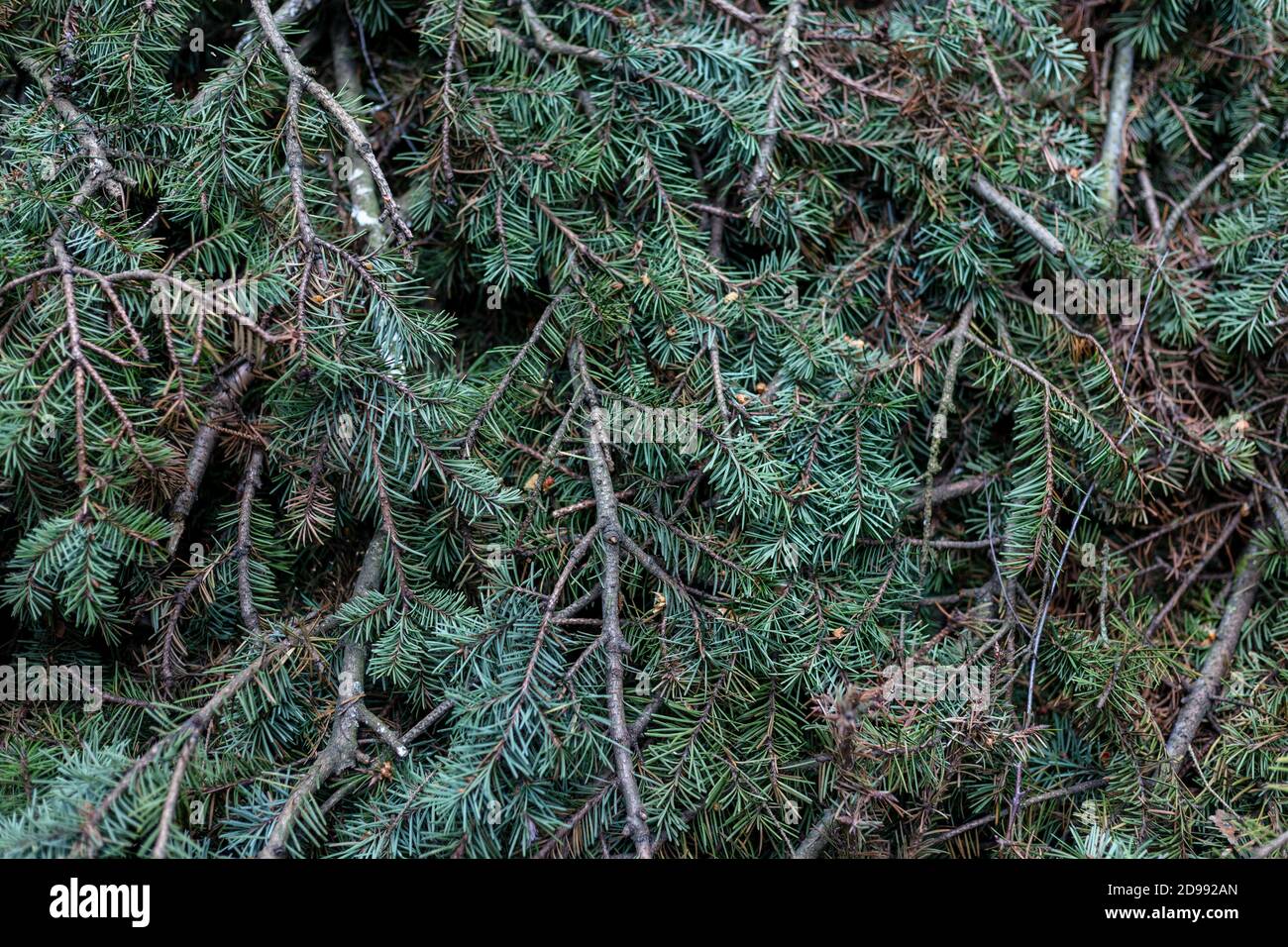 Many spruce branches stacked together Stock Photo - Alamy