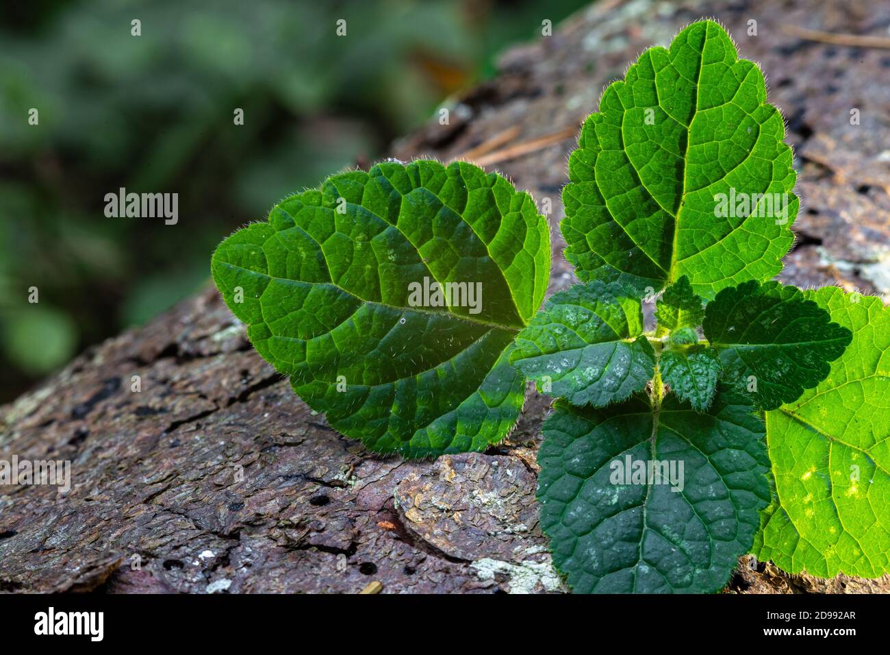 Mint leaves lying on a tree Stock Photo - Alamy