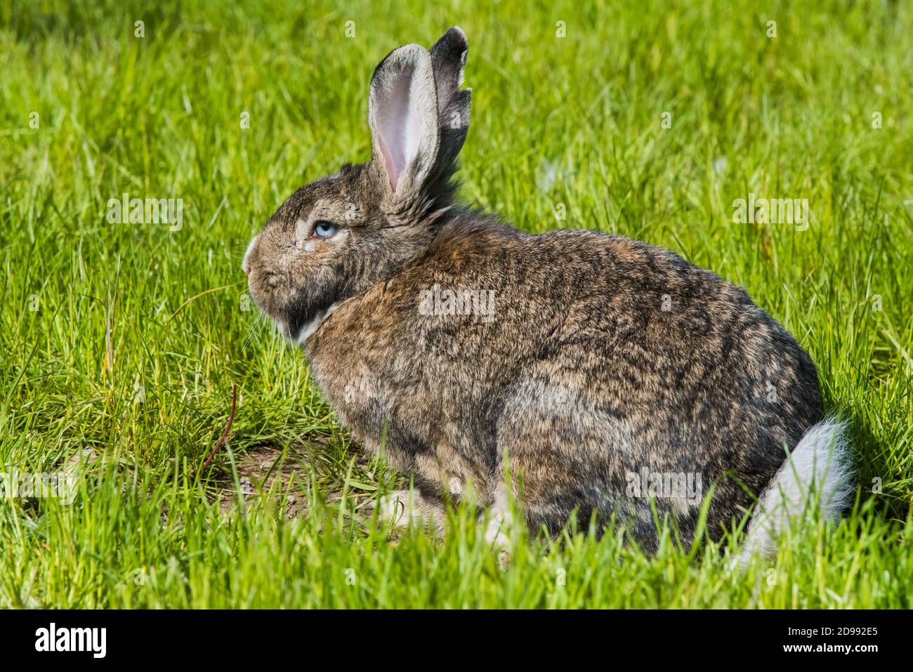 Gray bunny rabbit hare sitting on green grass Stock Photo - Alamy