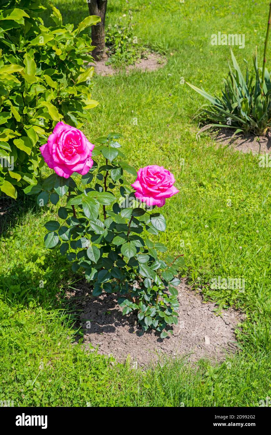 Pink roses in summer garden, sunshine flower Stock Photo - Alamy