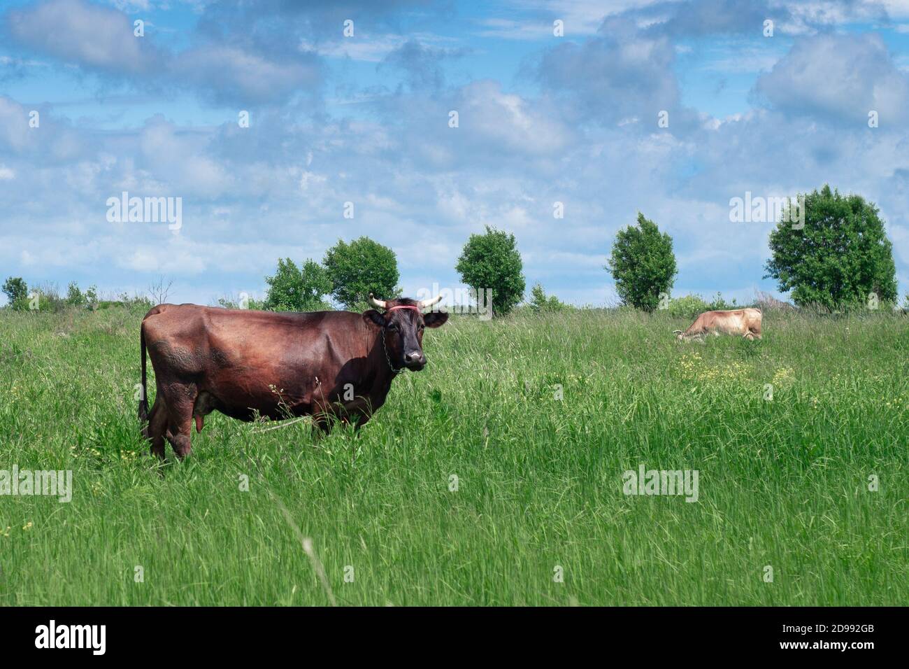 One cow side view on field hi-res stock photography and images - Alamy