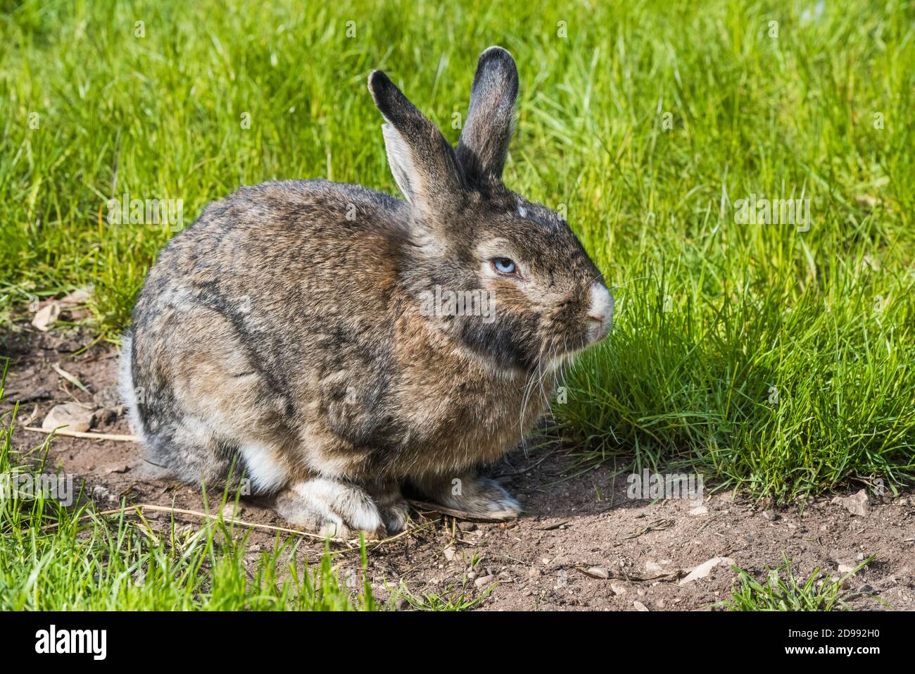 Gray bunny rabbit hare sitting on green grass Stock Photo - Alamy