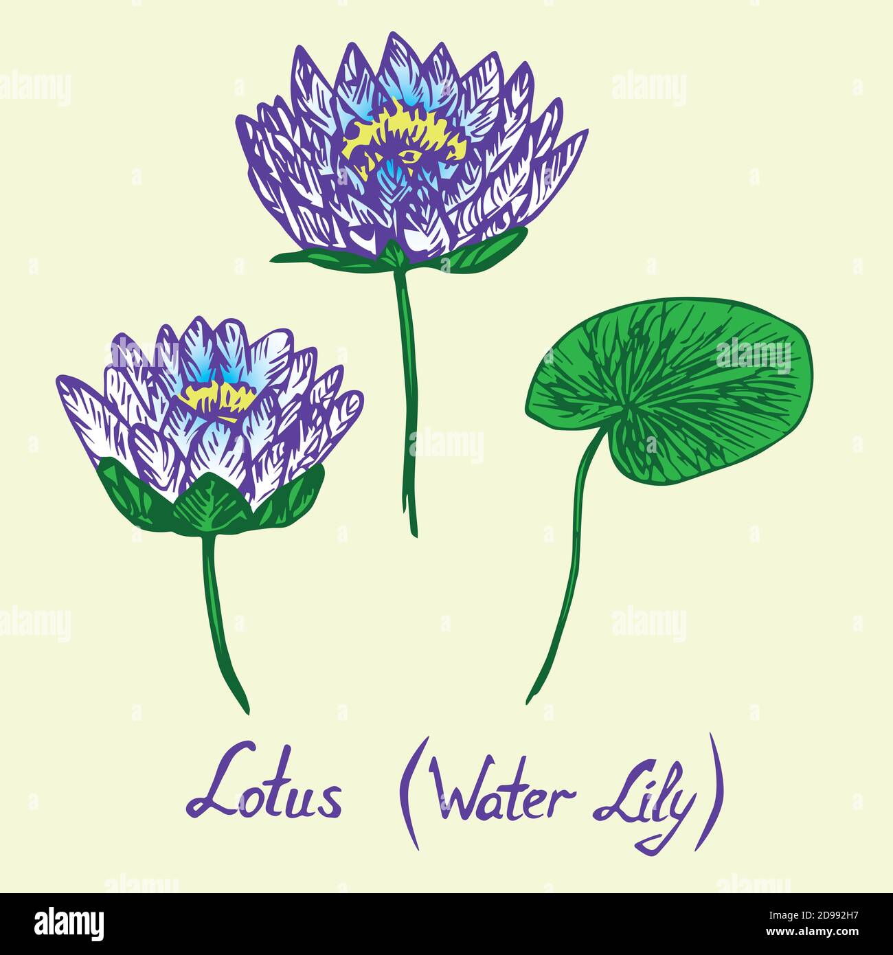 Blue Lily Flower Drawing