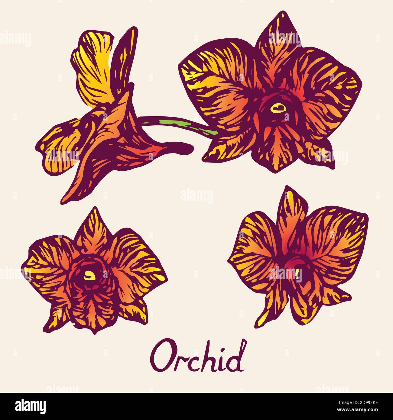 Orchid flowers set, with inscription, hand drawn doodle, sketch in pop ...