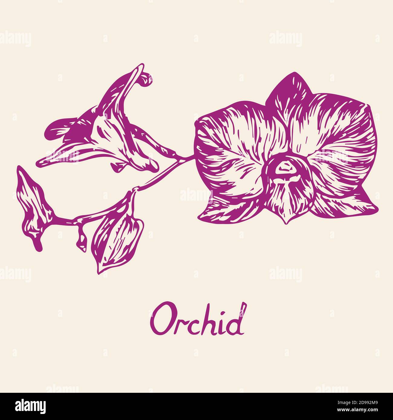 Orchid flowers set, with inscription, hand drawn doodle, sketch in ...