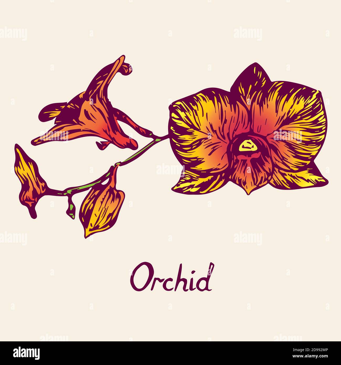 Orchid flowers set, with inscription, hand drawn doodle, sketch in pop ...